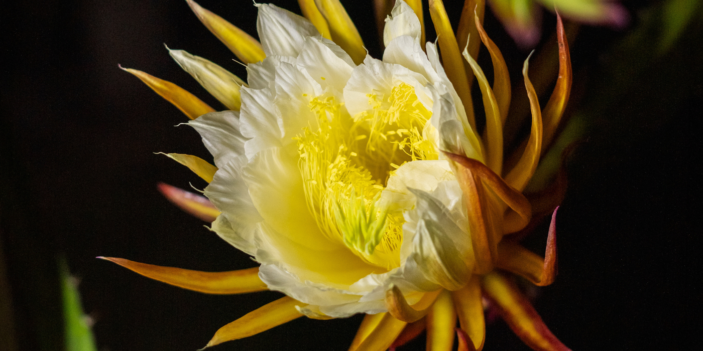 Dragon Fruit Flowering Time in Australia: What Growers Need to Know ...