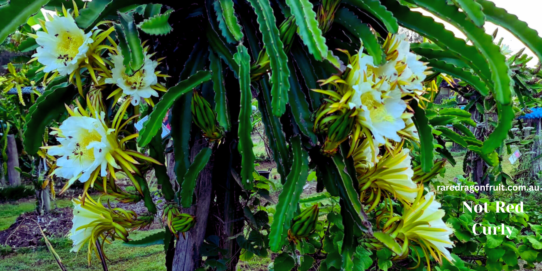 The Secret Life of Dragon Fruit Flowers: Why Pollination Matters More ...