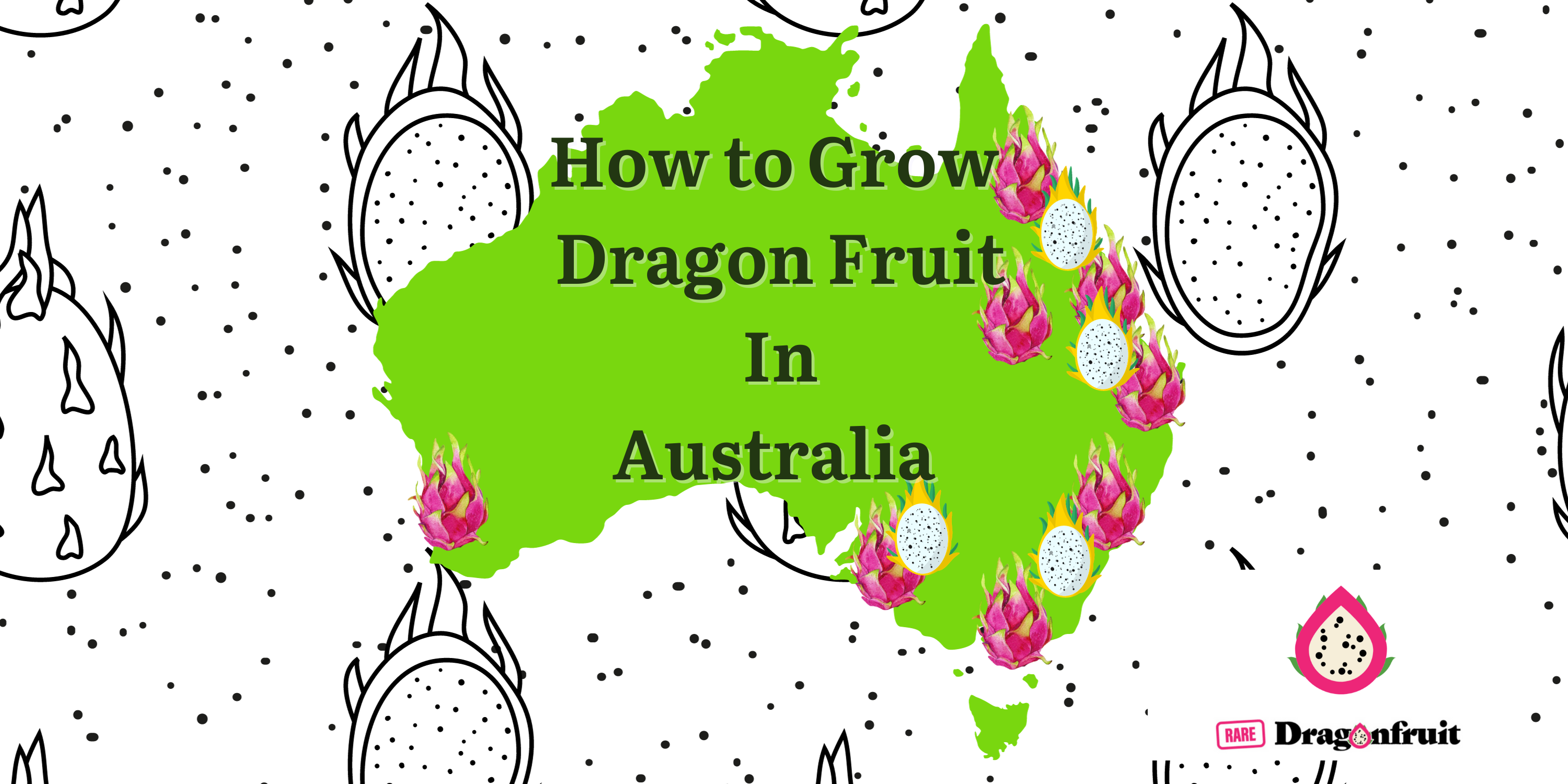 Growing Dragon Fruit in Australia the Experiment - Rare Dragon Fruit