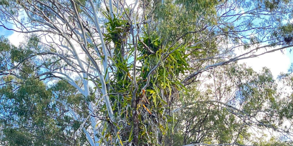 Why you should not grow your dragon fruit up a tree? - Rare Dragon Fruit