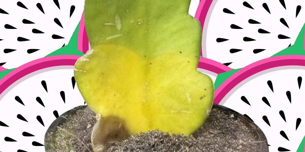 Why Is My Dragon Fruit Cutting Yellowing at the Base? - Rare Dragon Fruit