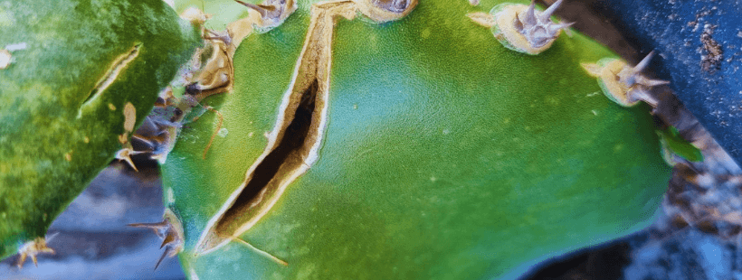 Why has my dragon fruit branch split? - Rare Dragon Fruit