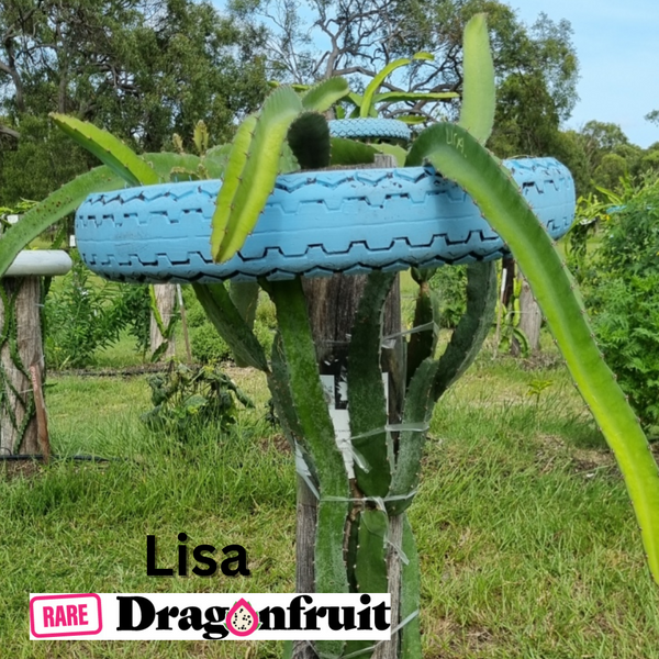 Lisa Dragon Fruit Plant - Rare Dragon Fruit