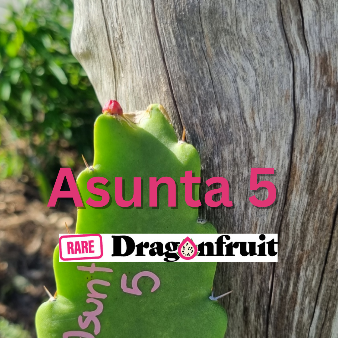 Asunta 5- A5 H. stenopterus X H. guatemalensis Dragon Fruit Plant ...
