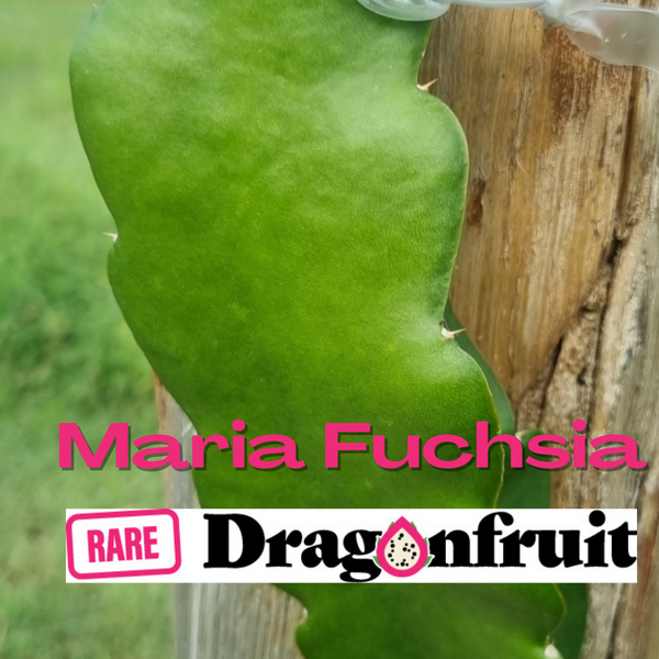 Maria Fuchsia Dragon fruit - Rare Dragon Fruit