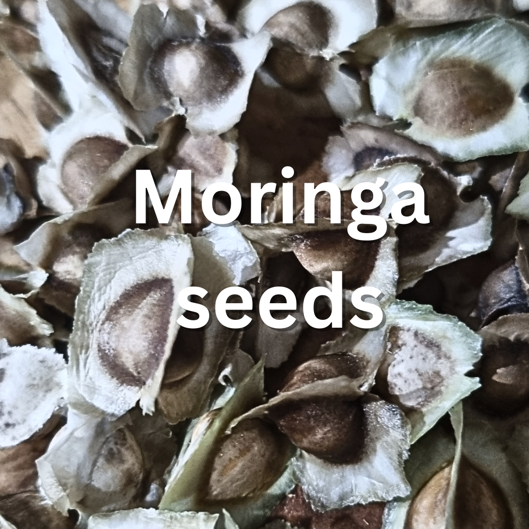 5 Seeds Moringa oleifera- Drumstick Tree - Moringa - Tree of life ...