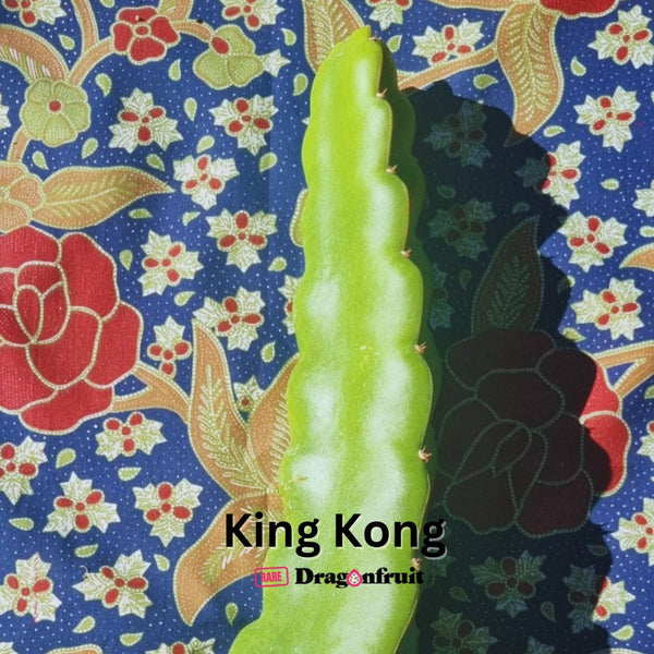 King Kong Dragon Fruit - Rare Dragon Fruit