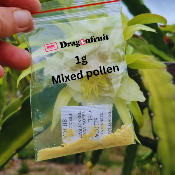 1 g of mixed Dragon fruit pollen - - Rare Dragon Fruit