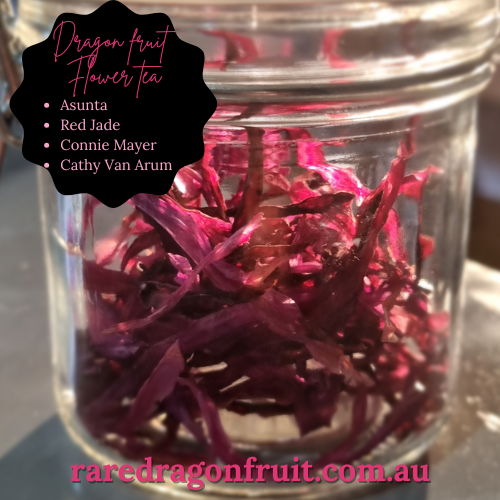 3 Purple / Pink Flowered Dragon Fruit Pack – Vibrant Blooms, Versatile ...