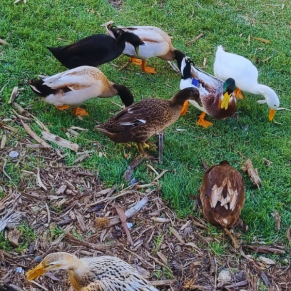 Ducking Silver Apple Yard and Indian Runner Cross - Rare Dragon Fruit