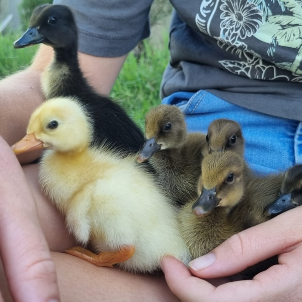 Ducking Silver Apple Yard and Indian Runner Cross - Rare Dragon Fruit