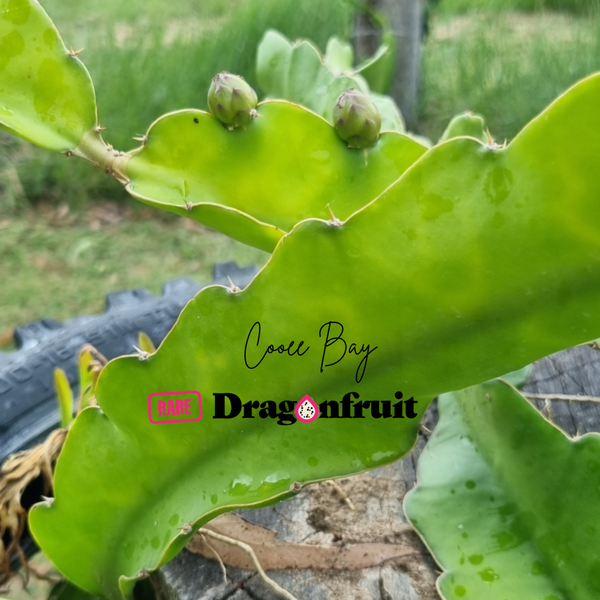 Cooee Bay Noid - Rare Dragon Fruit