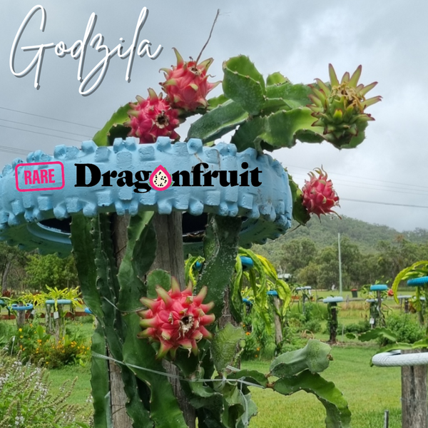 Godzilla Dragon Fruit - Rare Dragon Fruit