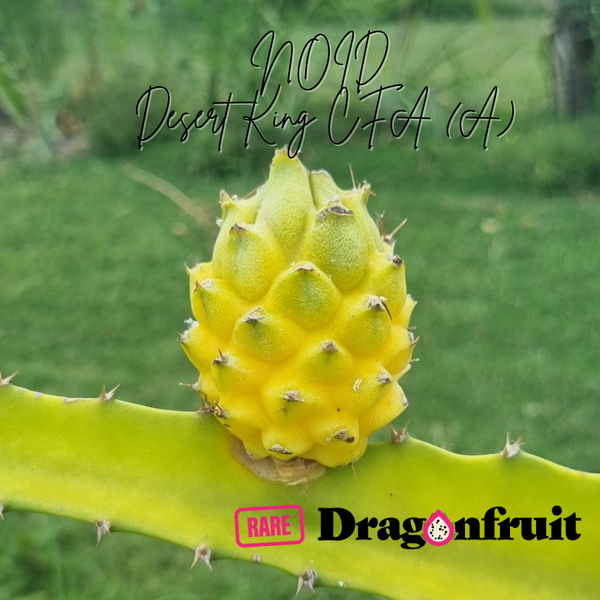 NOID Desert King Dragon Fruit Plant (CFA) (A) - Rare Dragon Fruit