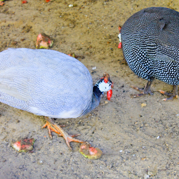 Fertile Guinea Fowl eggs. - Rare Dragon Fruit
