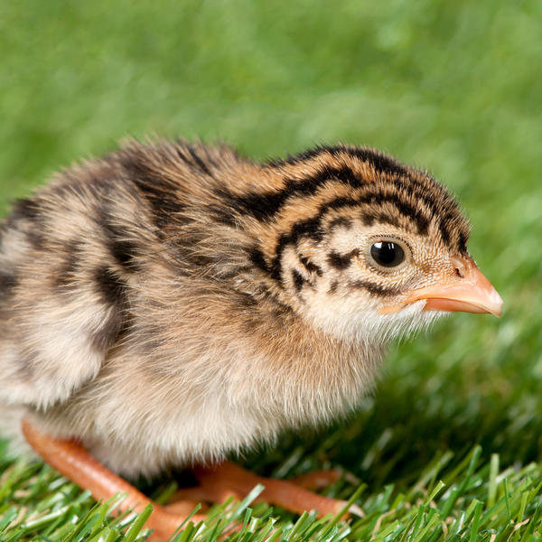 Fertile Guinea Fowl eggs. - Rare Dragon Fruit