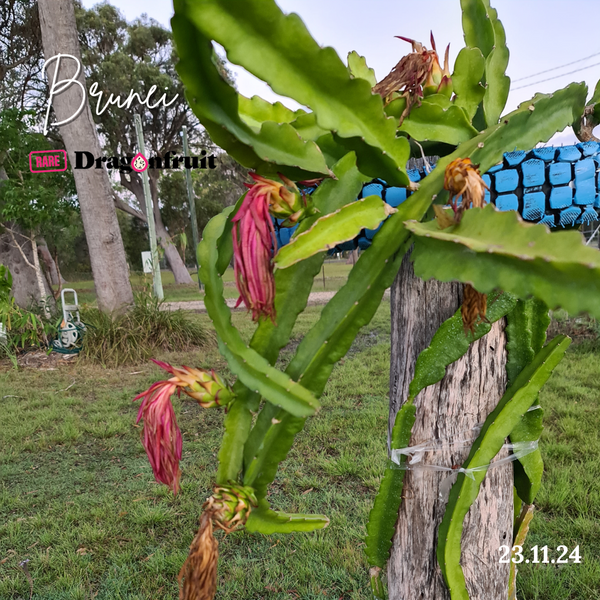 Brunei Dragon Fruit (purple bloom)- H. stenopterus X H. undatus Germany ...