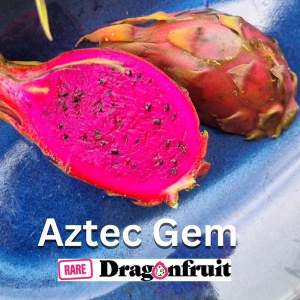 Aztec Gem - Hylocereus Polyrhizus X Australian Dragon Fruit Plant ...