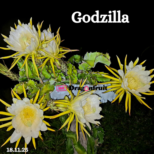 Godzilla Dragon Fruit - Rare Dragon Fruit
