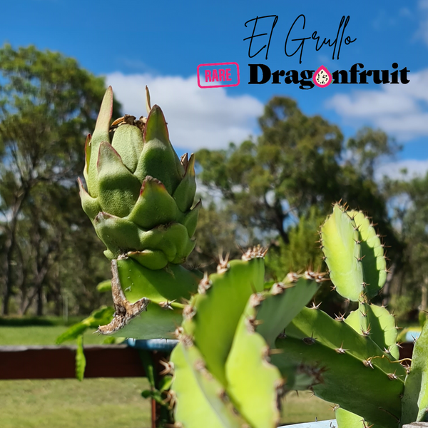 El Grullo Dragon Fruit Plant - Rare Dragon Fruit