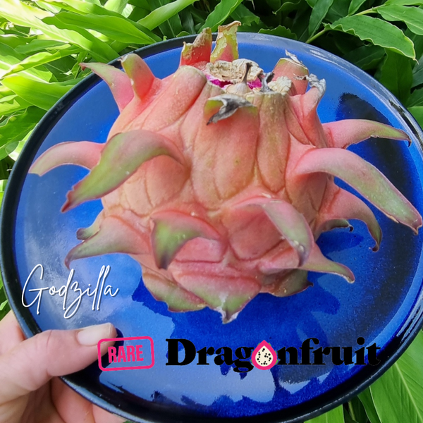 Godzilla Dragon Fruit - Rare Dragon Fruit