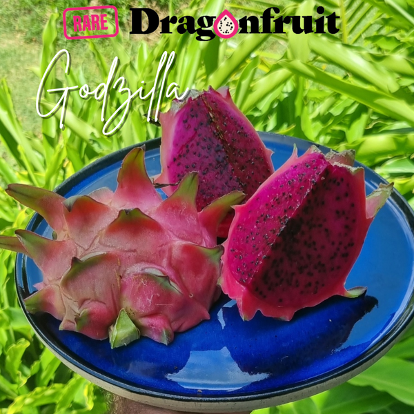 Godzilla Dragon Fruit - Rare Dragon Fruit