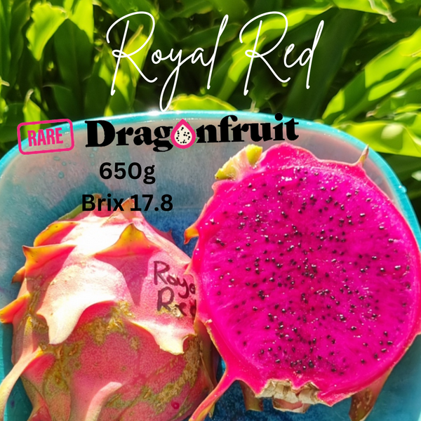 Royal Red Dragon fruit (ET) - Rare Dragon Fruit