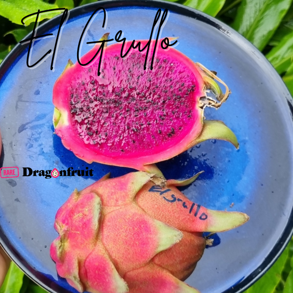 El Grullo Dragon Fruit Plant - Rare Dragon Fruit