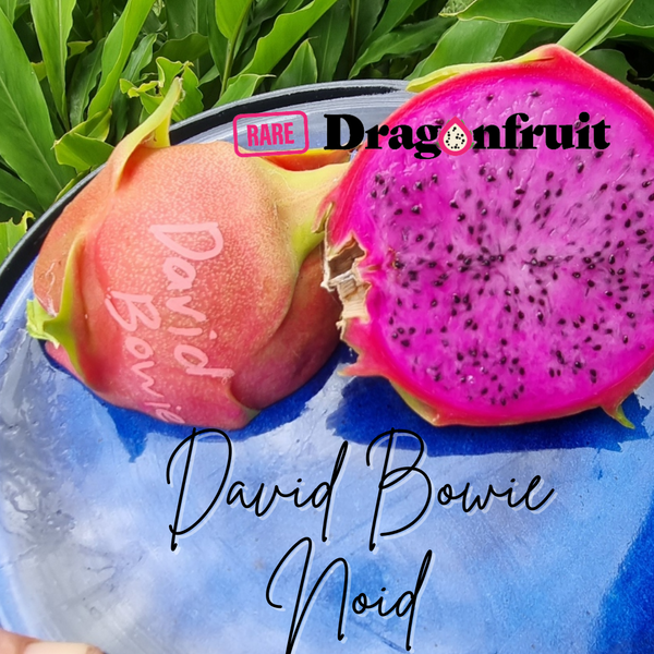 David Bowie Noid– Hylocereus undatus Dragon Fruit - Rare Dragon Fruit