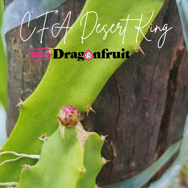 Desert King Australian Variety Dragon Fruit Plant (CFA) - Rare Dragon Fruit