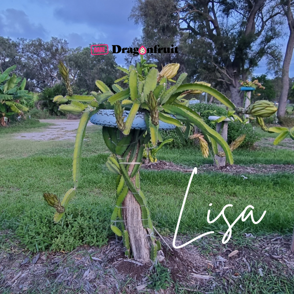 Lisa Dragon Fruit Plant - Rare Dragon Fruit