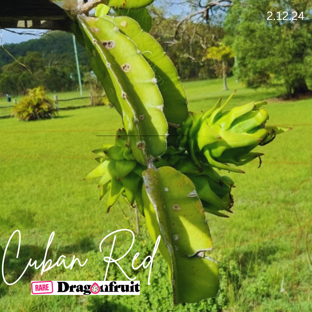 Cuban Royal Red Dragon Fruit f2.6 - Rare Dragon Fruit