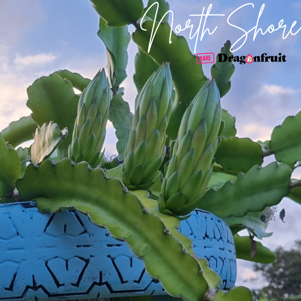 North Shore Noid Dragon Fruit - Rare Dragon Fruit