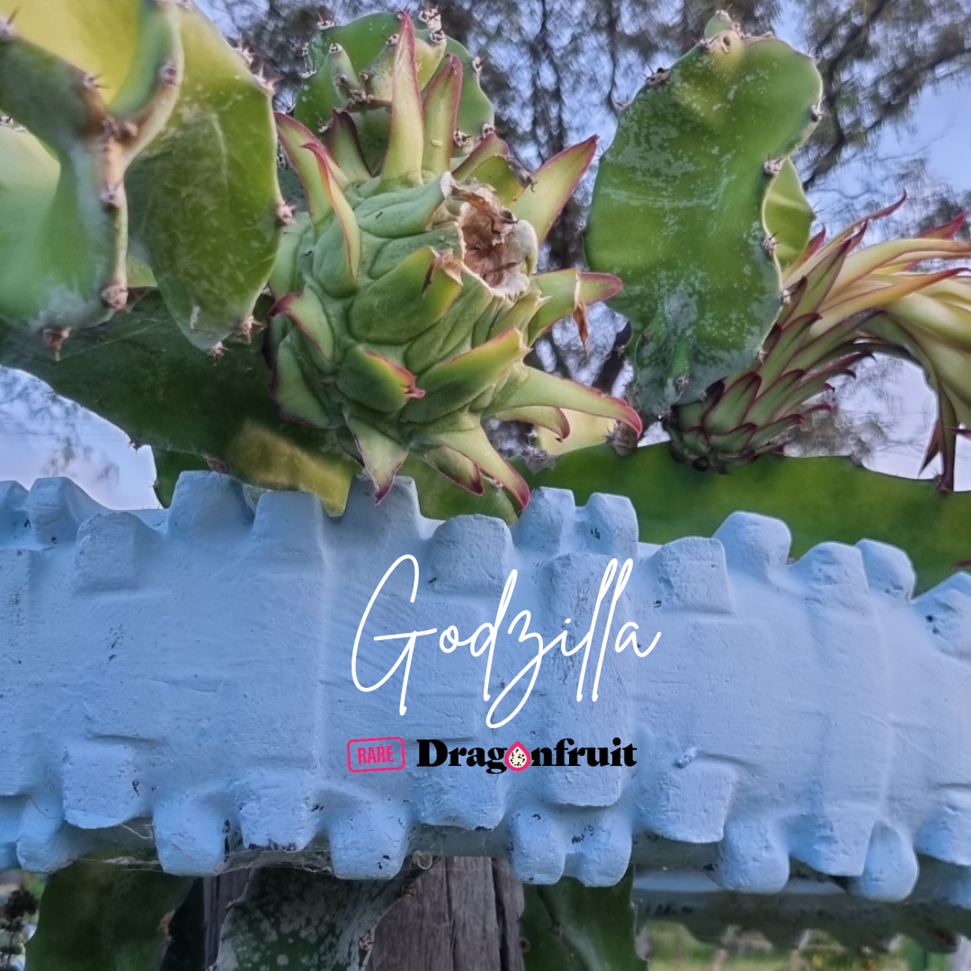 Godzilla Dragon Fruit - Rare Dragon Fruit
