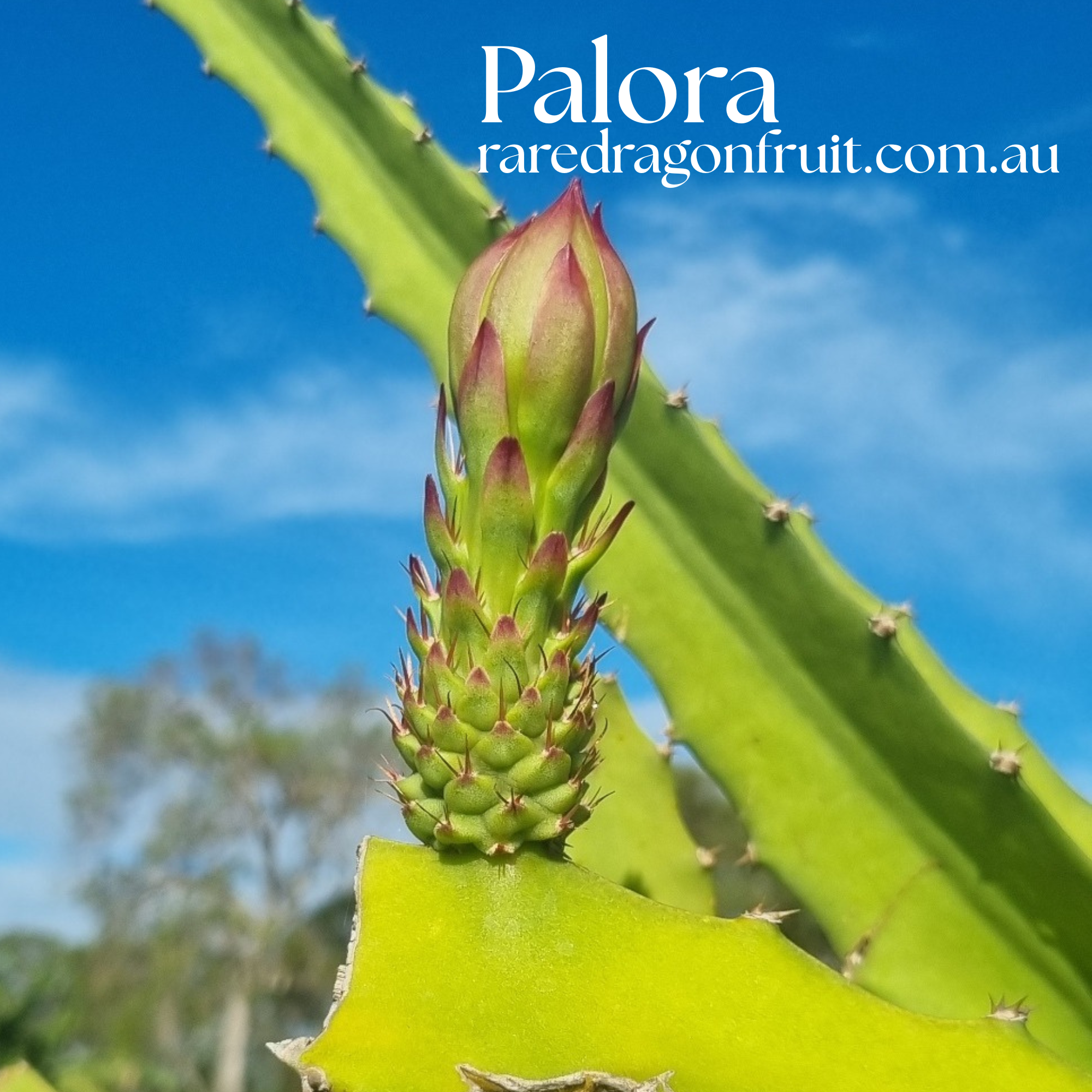 Palora Dragon Fruit - Rare Dragon Fruit