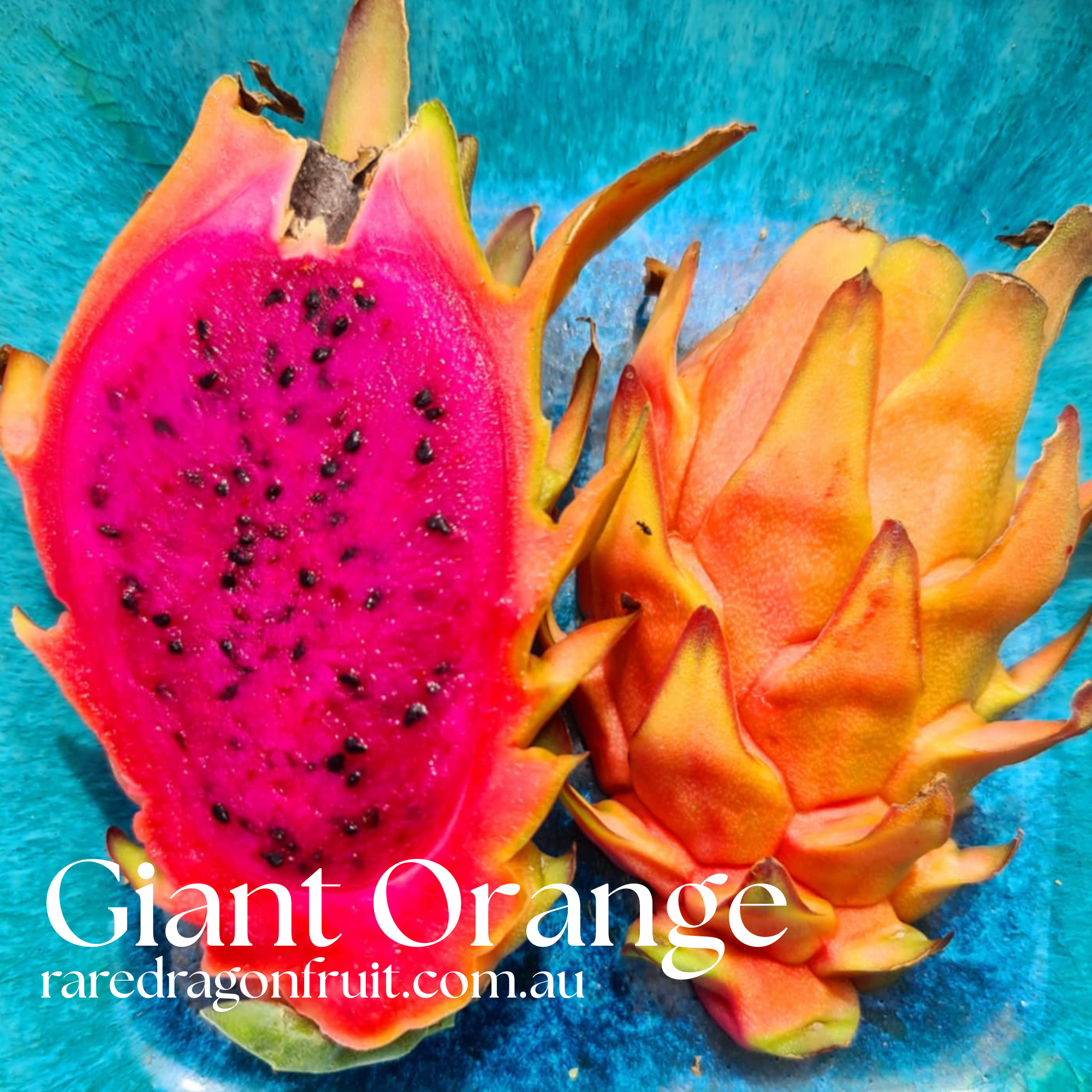 Giant Orange Dragon Fruit Plant - Rare Dragon Fruit