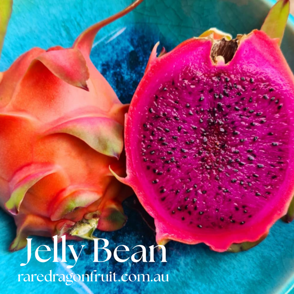 Jelly Bean Dragon Fruit - Rare Dragon Fruit