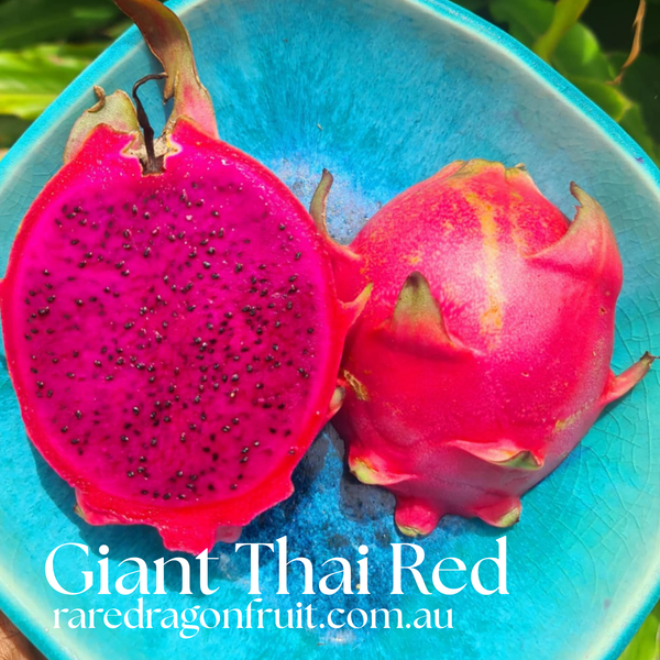 Giant Thai Red Dragon Fruit (A) R6.6 - Rare Dragon Fruit
