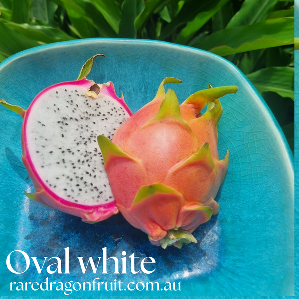 Oval White Dragon Fruit Commercial Dragon fruit - Rare Dragon Fruit