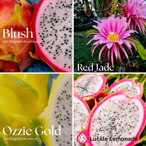 Australian Dragon Fruit Variety Mix. Jade Red, Lucille Lemonaid, Blush ...