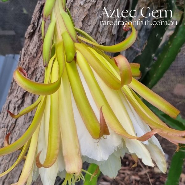 Aztec Gem - Hylocereus Polyrhizus X Australian Dragon Fruit Plant ...