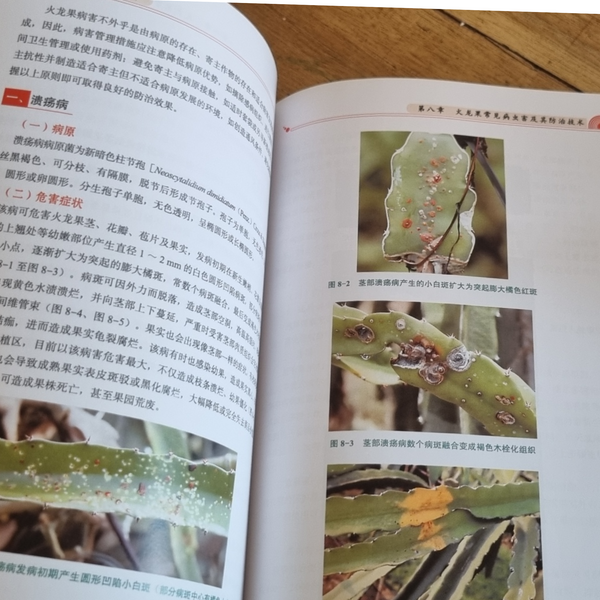 High-quality Dragon Fruit Cultivation Technology Chinese Version book ...