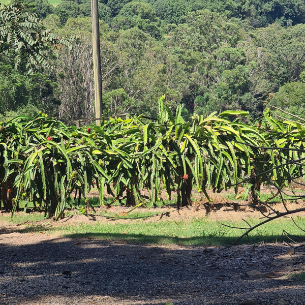 Super Sweet Lunch Box Dragon Fruit Mix – Grow 4 of Our Favorites ...