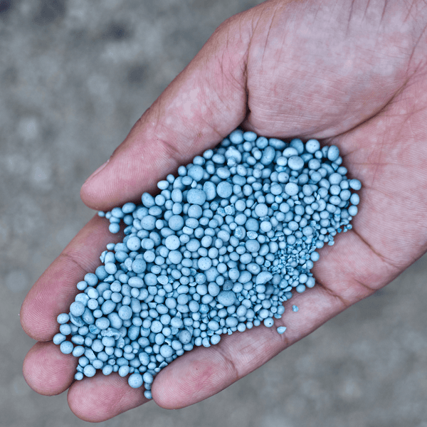 Amgrow Prolific Blue AN Compound Fertiliser 500g - Rare Dragon Fruit