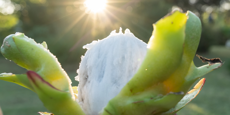 Dragon Fruit Purée Recipe - Rare Dragon Fruit