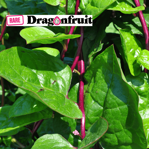 Ceylon spinach or Malabar Spinach- Green stem - Rare Dragon Fruit