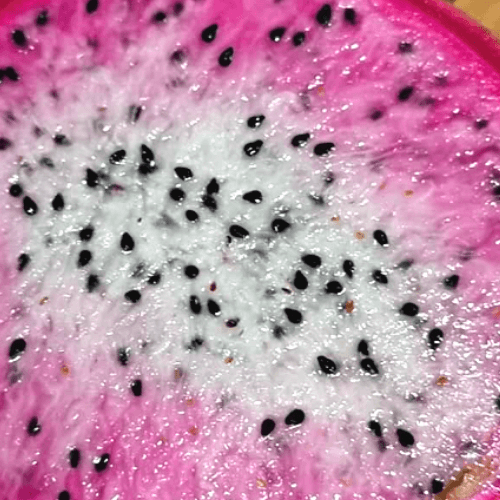 Chameleon Dragon Fruit- Hylocereus undatus - Rare Dragon Fruit