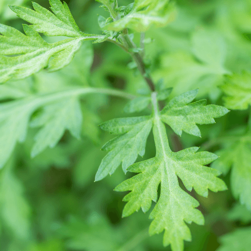 Chinese Wormwood; Mugwort Plant /Chinese medicine Herb ／艾草 : Artemisia ...