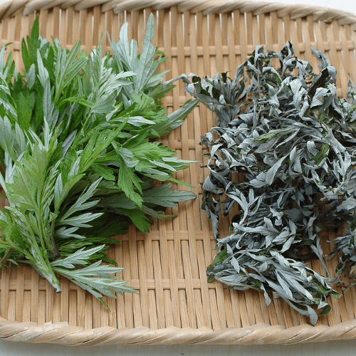 Chinese Wormwood; Mugwort Plant /Chinese medicine Herb ／艾草 : Artemisia ...