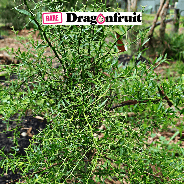 Citrus australis - ROUND LIME / GYMPIE LIME - QLD only - Rare Dragon Fruit